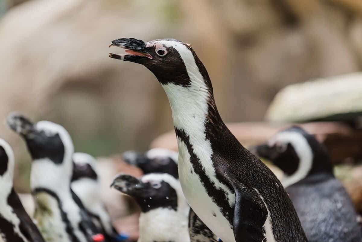 Your Complete Guide to the Seneca Park Zoo in Rochester, NY - Finger ...